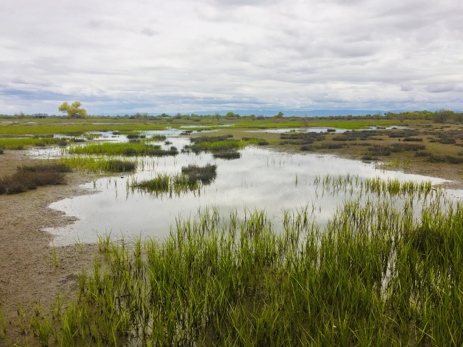 Spring Wetlands | BirdReturns